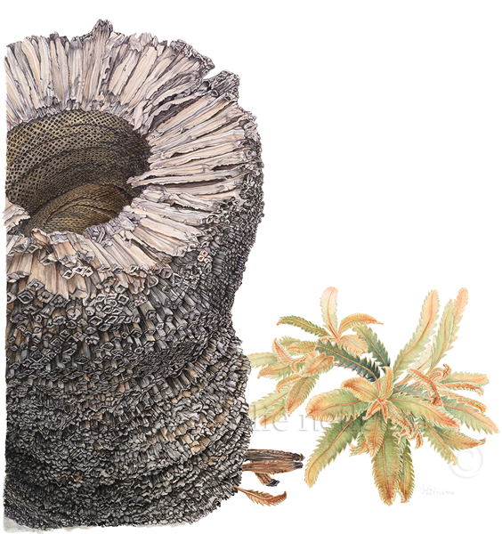 Gallery | Julie Holcombe